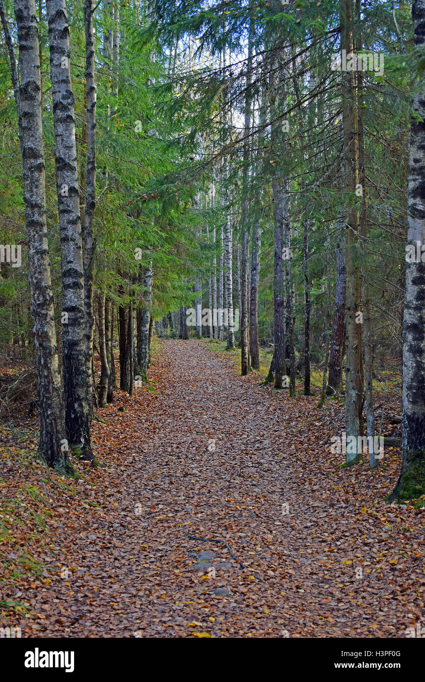 Walkway trees no people hi-res stock photography and images - Alamy