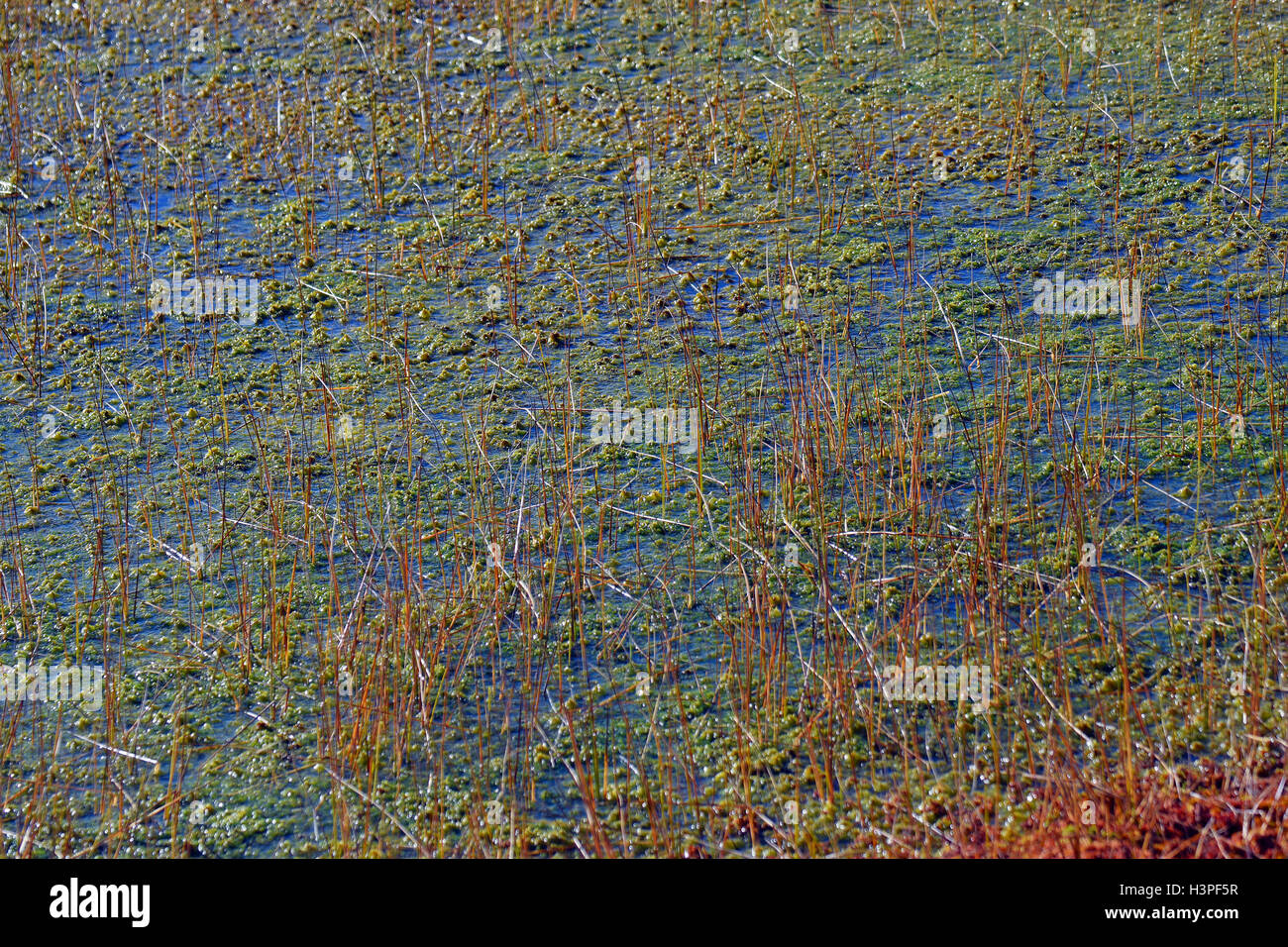 Closeup of bog waterlogged surface Stock Photo - Alamy
