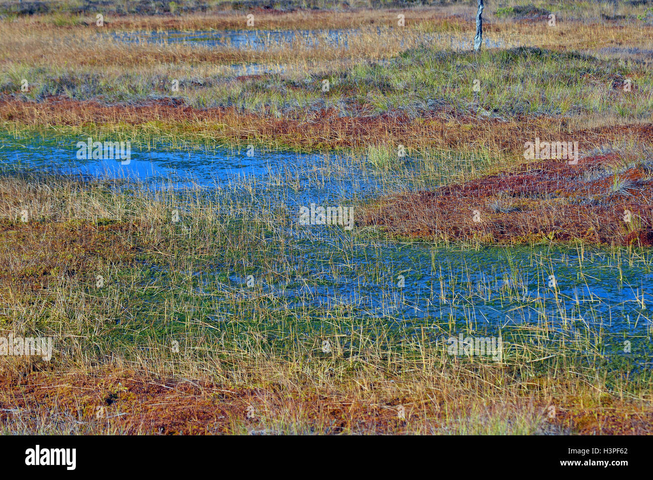 Muskeg bog hi-res stock photography and images - Alamy