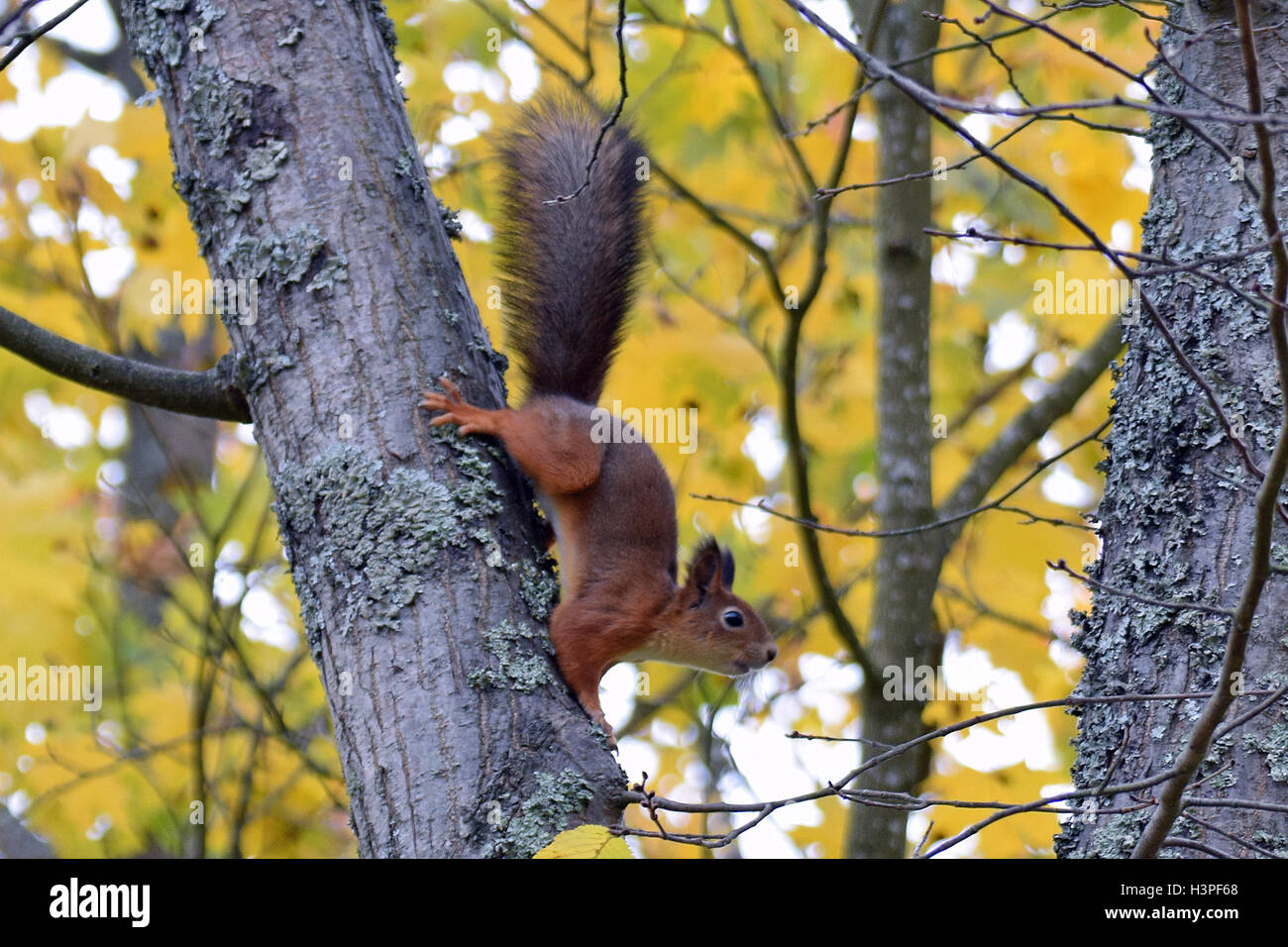 Squirrel is ready for jump to next tree Stock Photo - Alamy