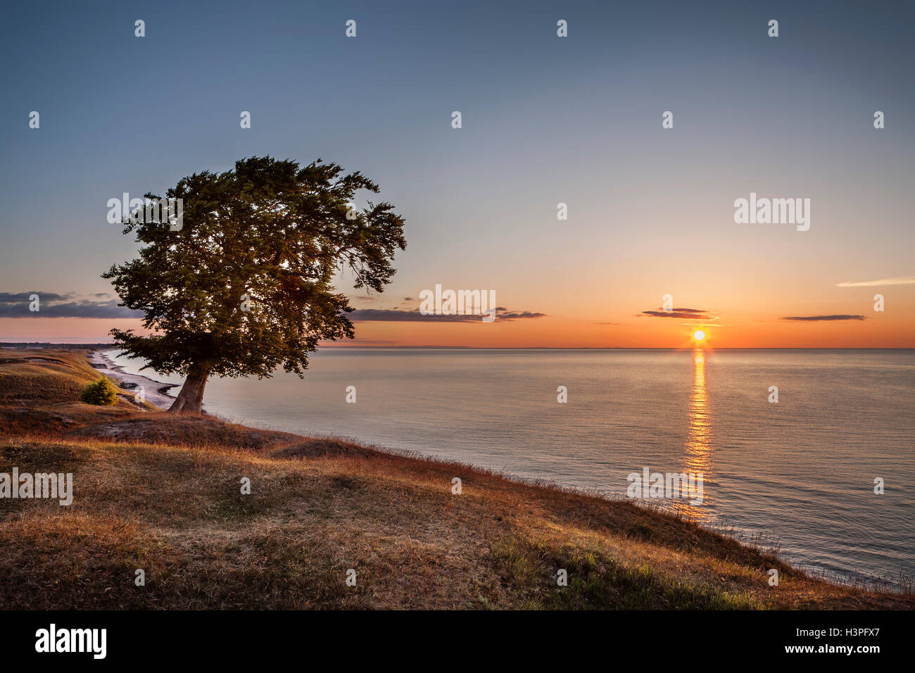 Lonely tree against the light and sunrise over the sea. Osterlen, Skane ...