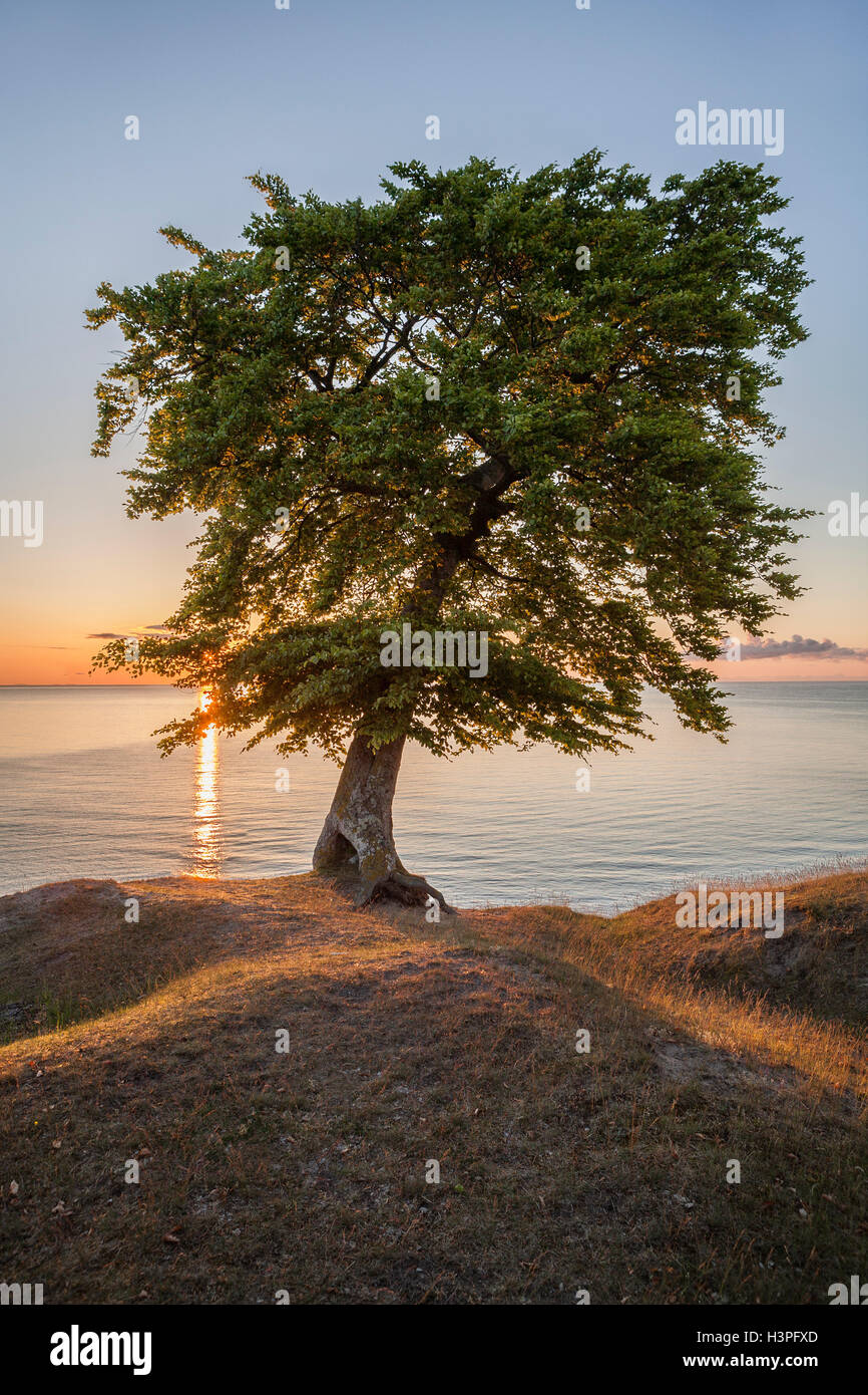 Lonely tree against the light and sunrise over the sea. Osterlen, Skane ...