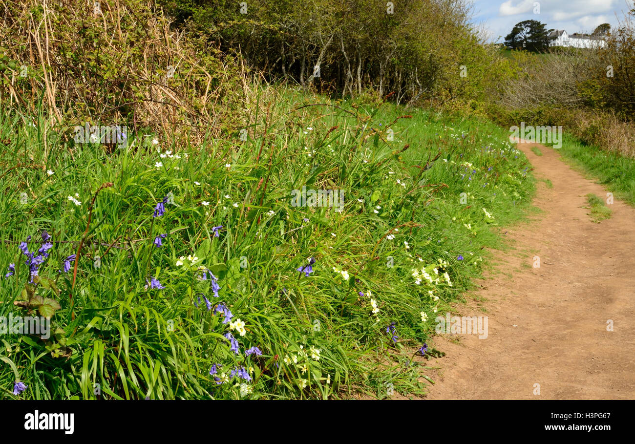 Devon spring wildflowers hi-res stock photography and images - Alamy