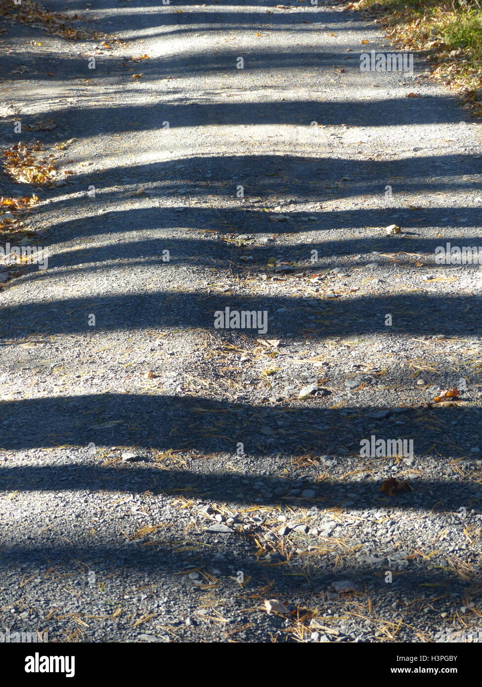 Trees casting shadows over dirt road Stock Photo - Alamy