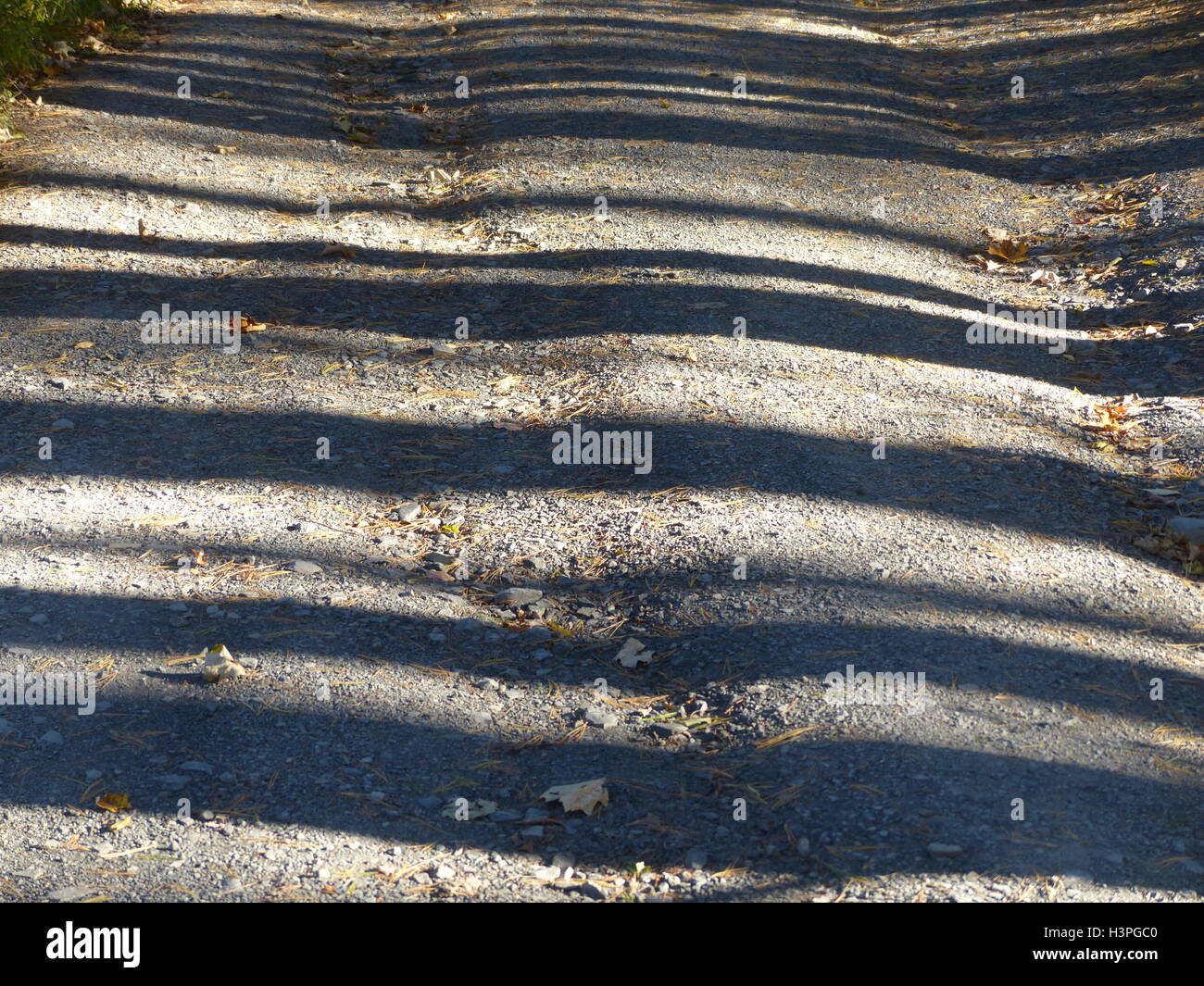 Trees casting shadows over dirt road Stock Photo - Alamy