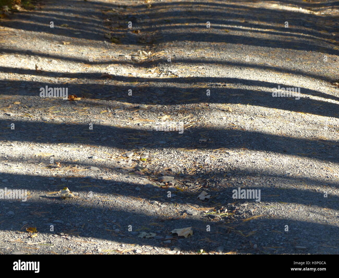shadow, road, driveway, abstract, image, trees, trees shadows, lines ...