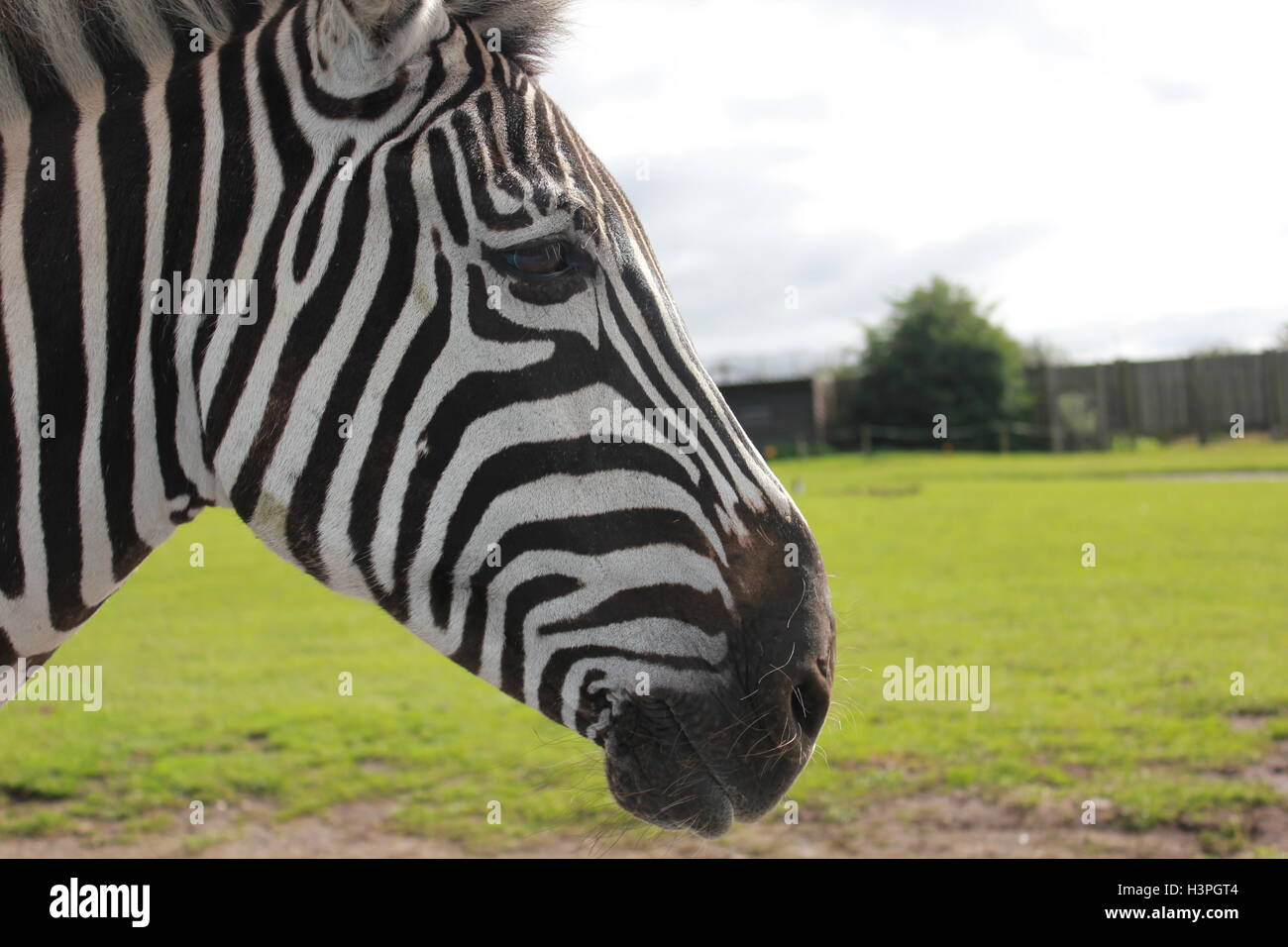 zebra face close up Stock Photo - Alamy