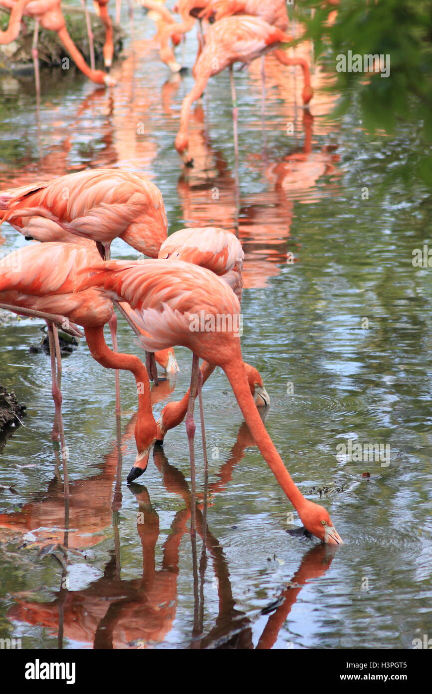 flamingos drinking from stream Stock Photo - Alamy