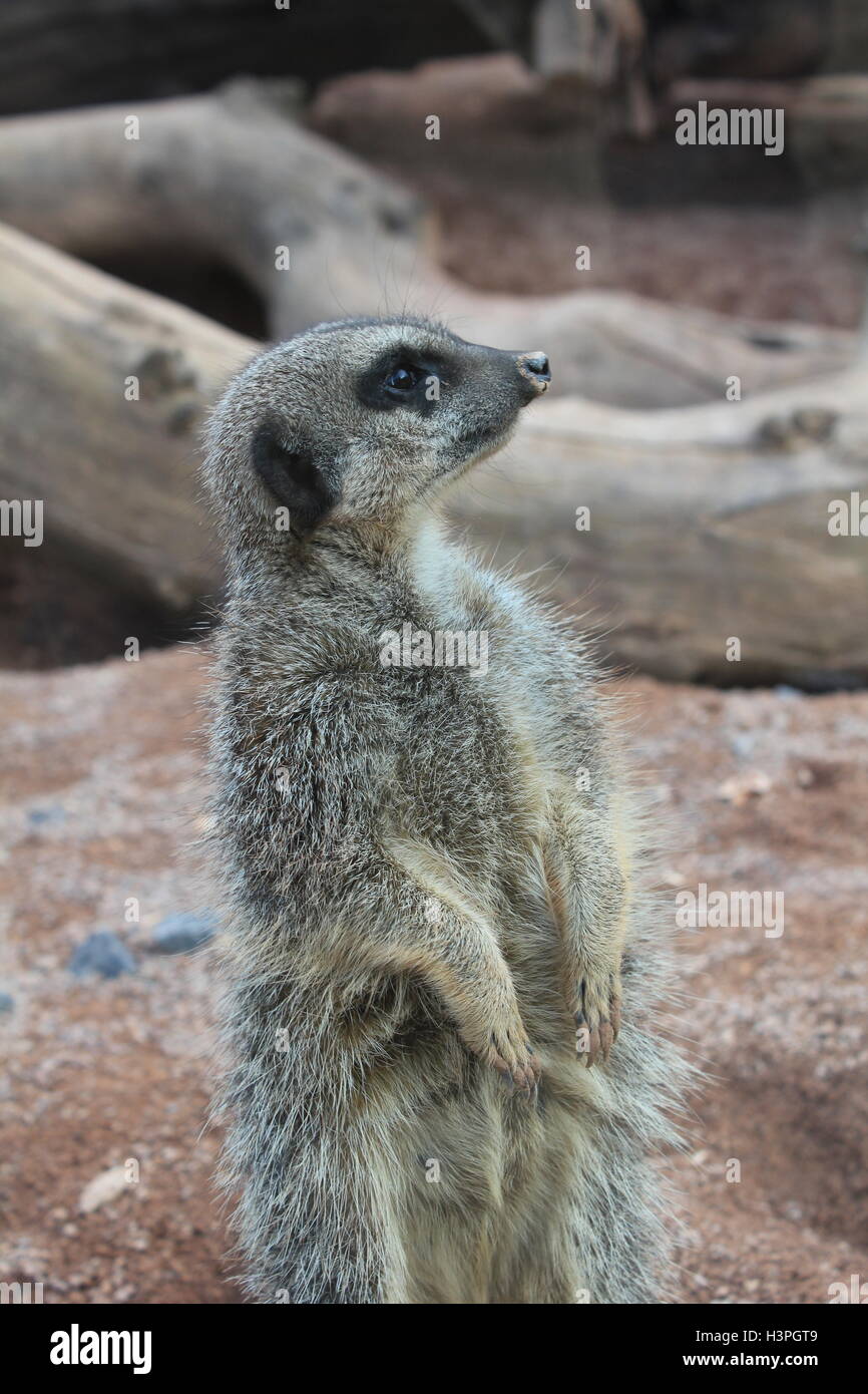 meerkat standing and watching Stock Photo - Alamy