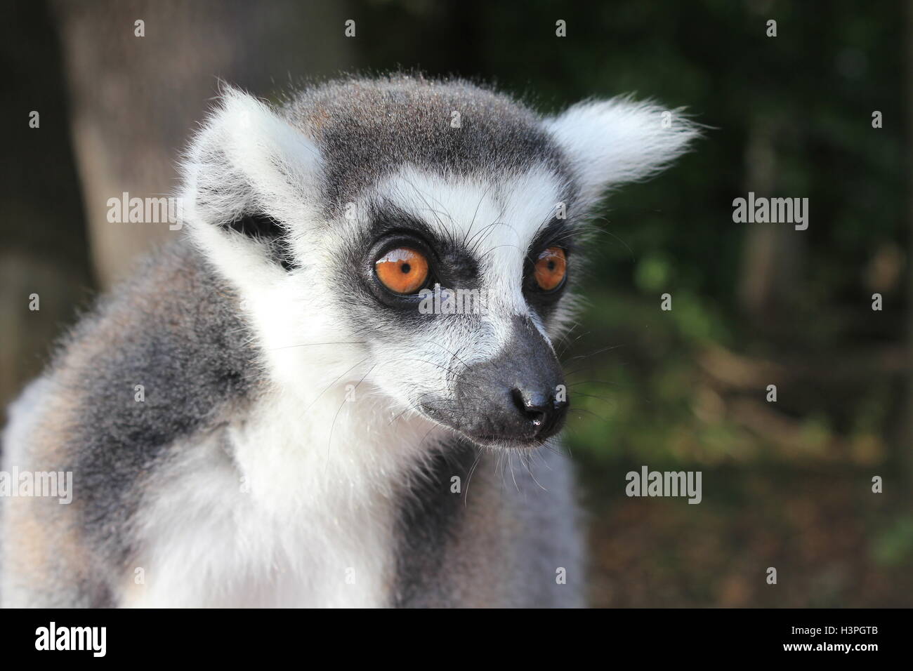 ring-tail lemur face Stock Photo - Alamy