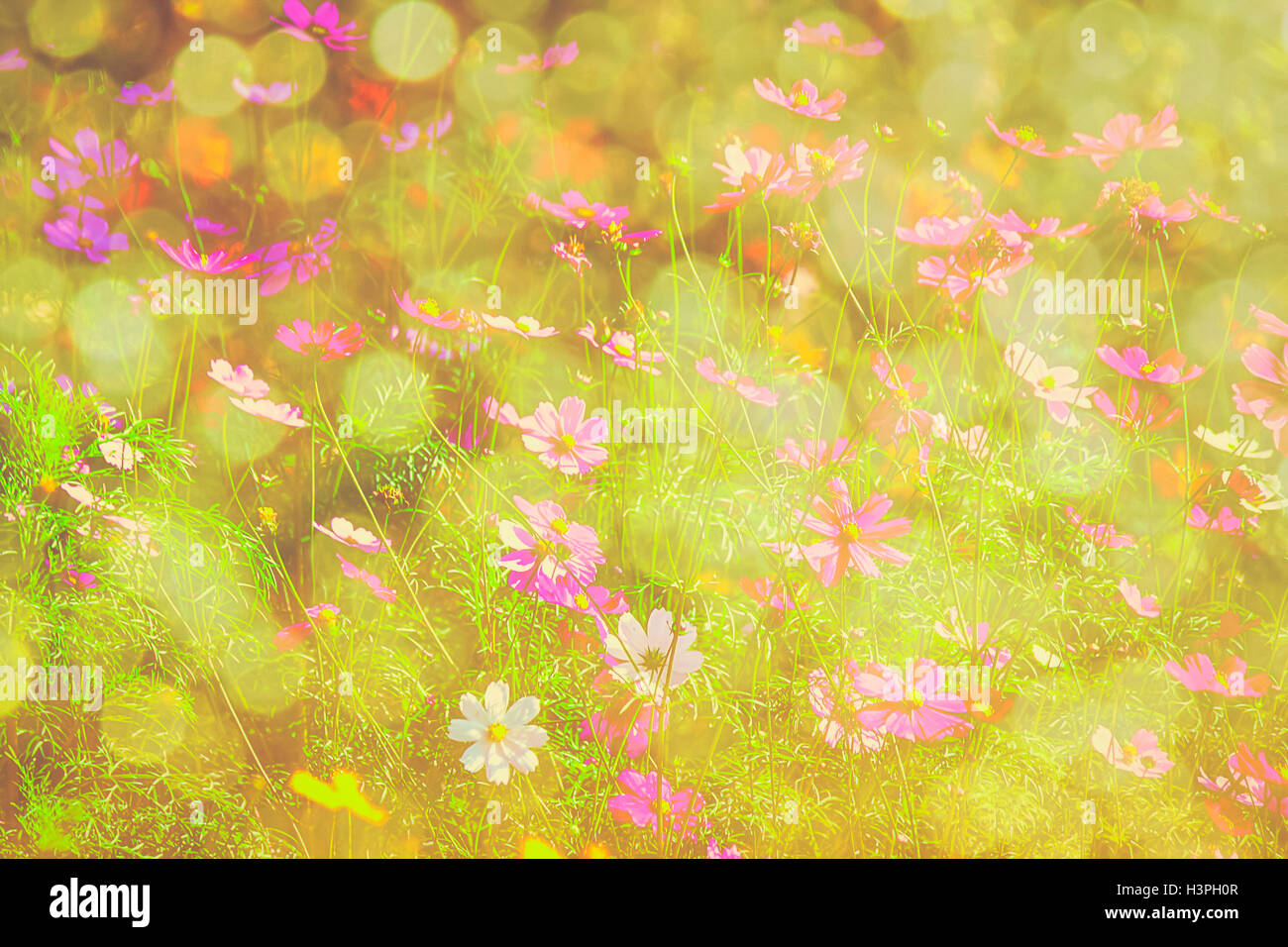 beautiful Vintage flower in the garden Stock Photo - Alamy