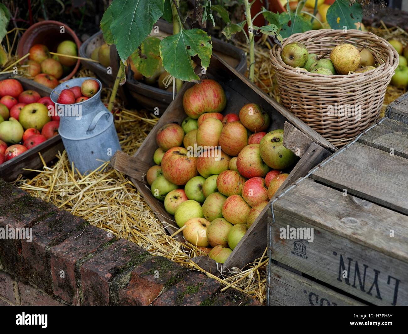 An autumn harvest of apples from the kitchen garden Stock Photo - Alamy