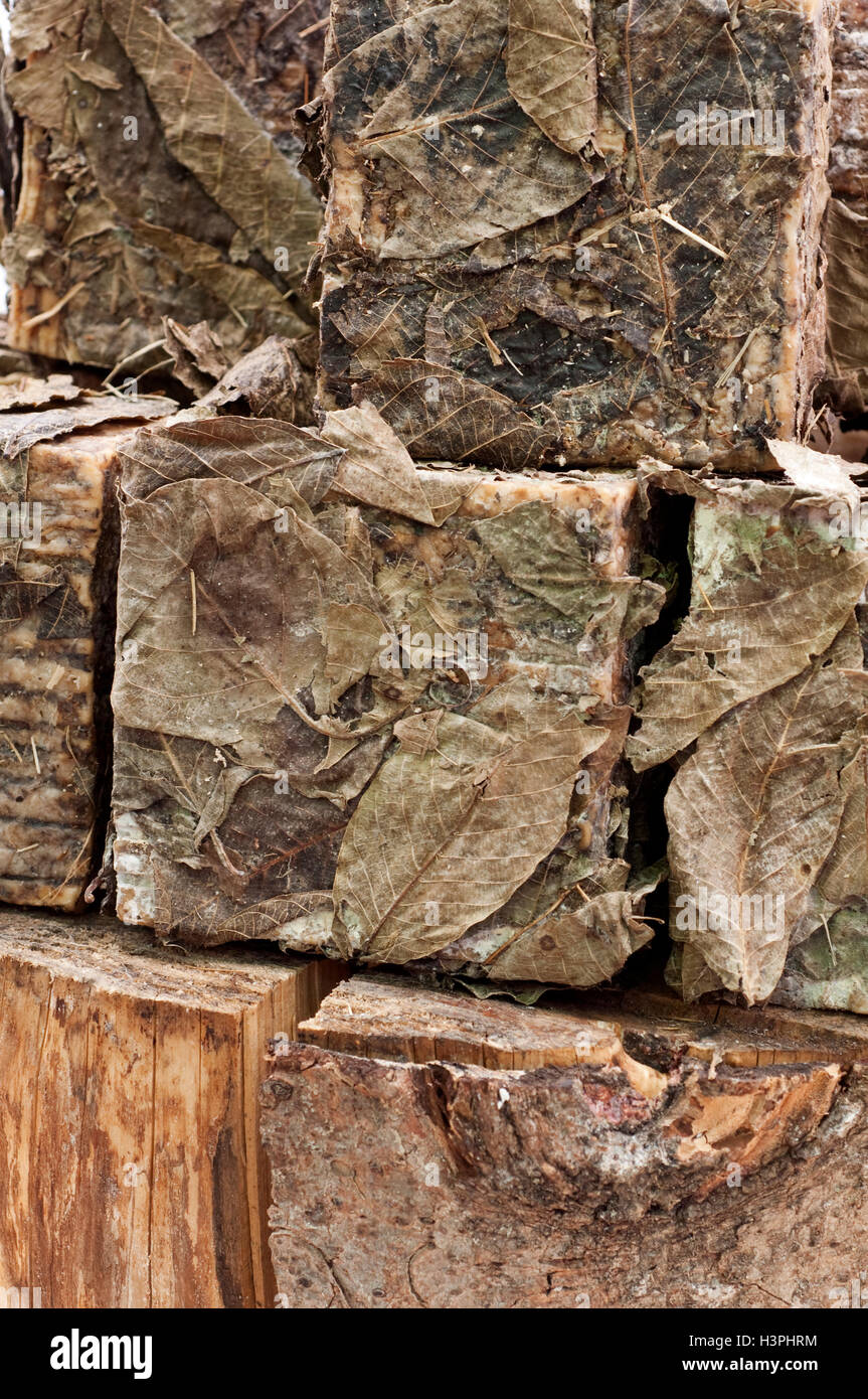 Italy, Lombardy, Cheese Aged in Walnut Leaves Stock Photo - Alamy