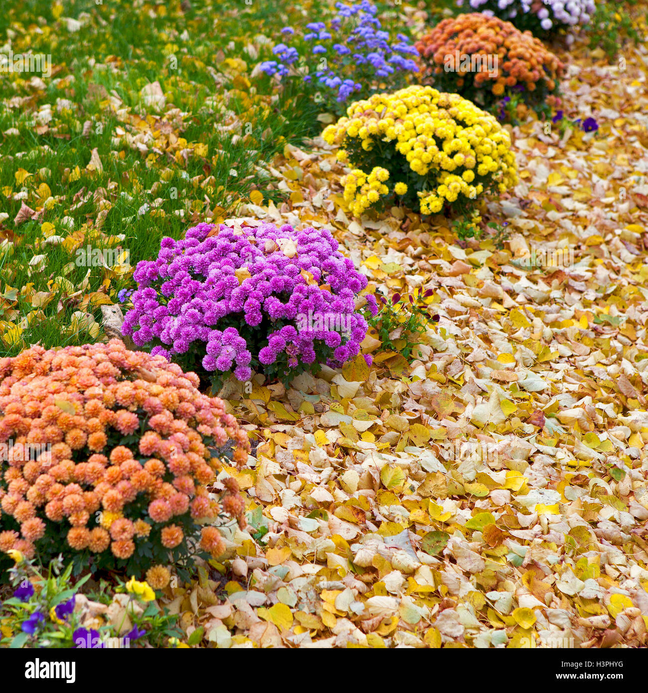 A fall potted chrysanthemum in a back yard garden Stock Photo - Alamy