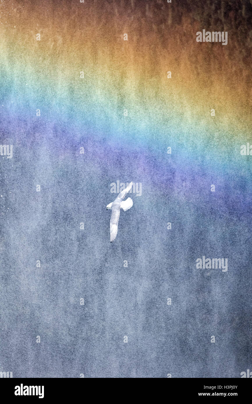 Seagull flying through the rainbow Stock Photo - Alamy