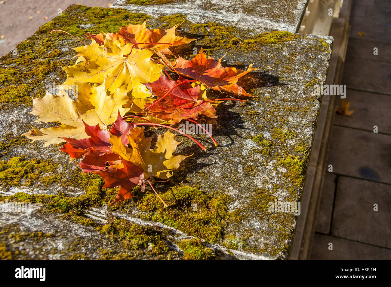Moss fall leaf hi-res stock photography and images - Alamy