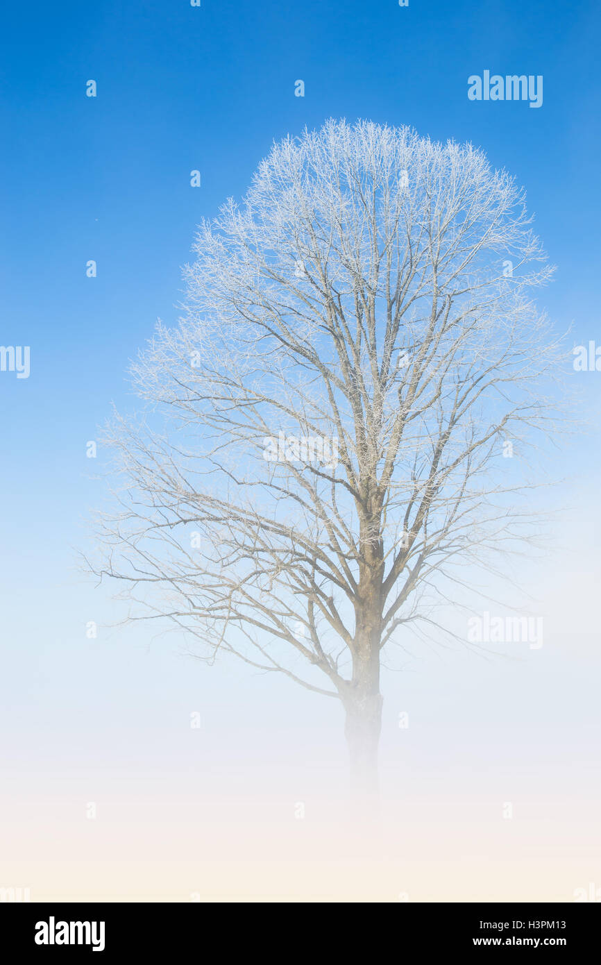 Natural white lace of hoarfrost on frosty tree branches against winter ...