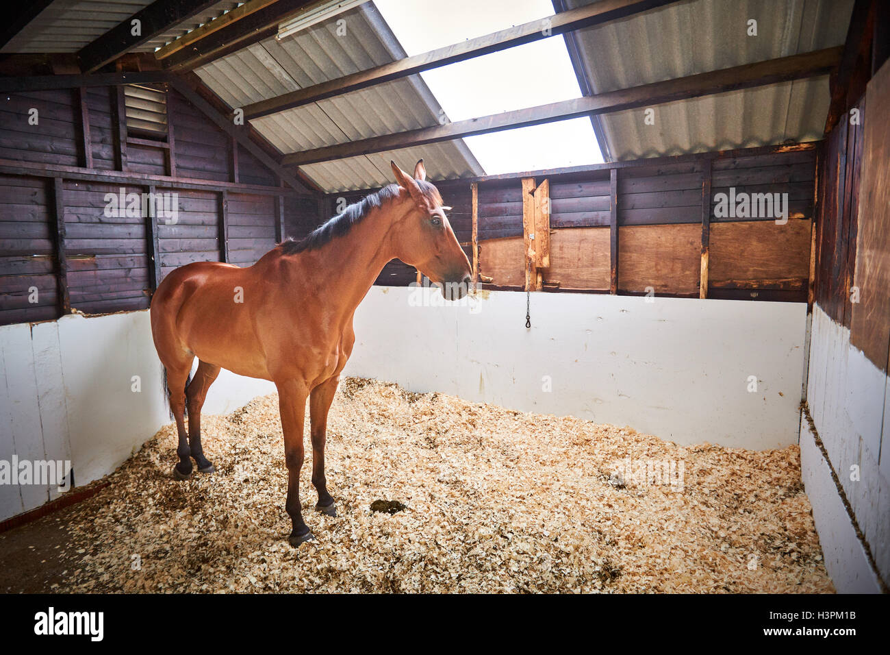 Open day lawney hill racing hi-res stock photography and images - Alamy