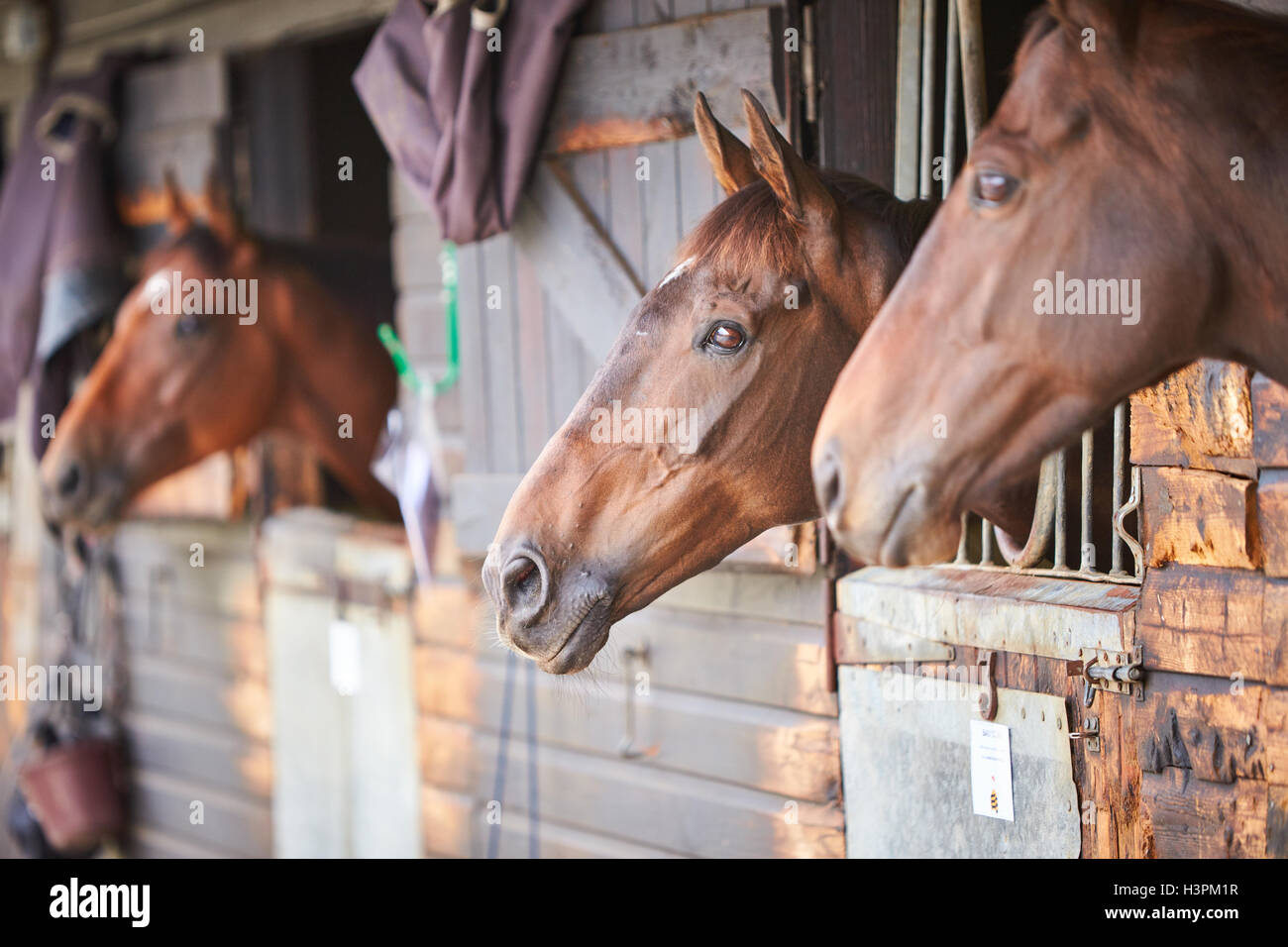 Racehorse stables hi-res stock photography and images - Alamy