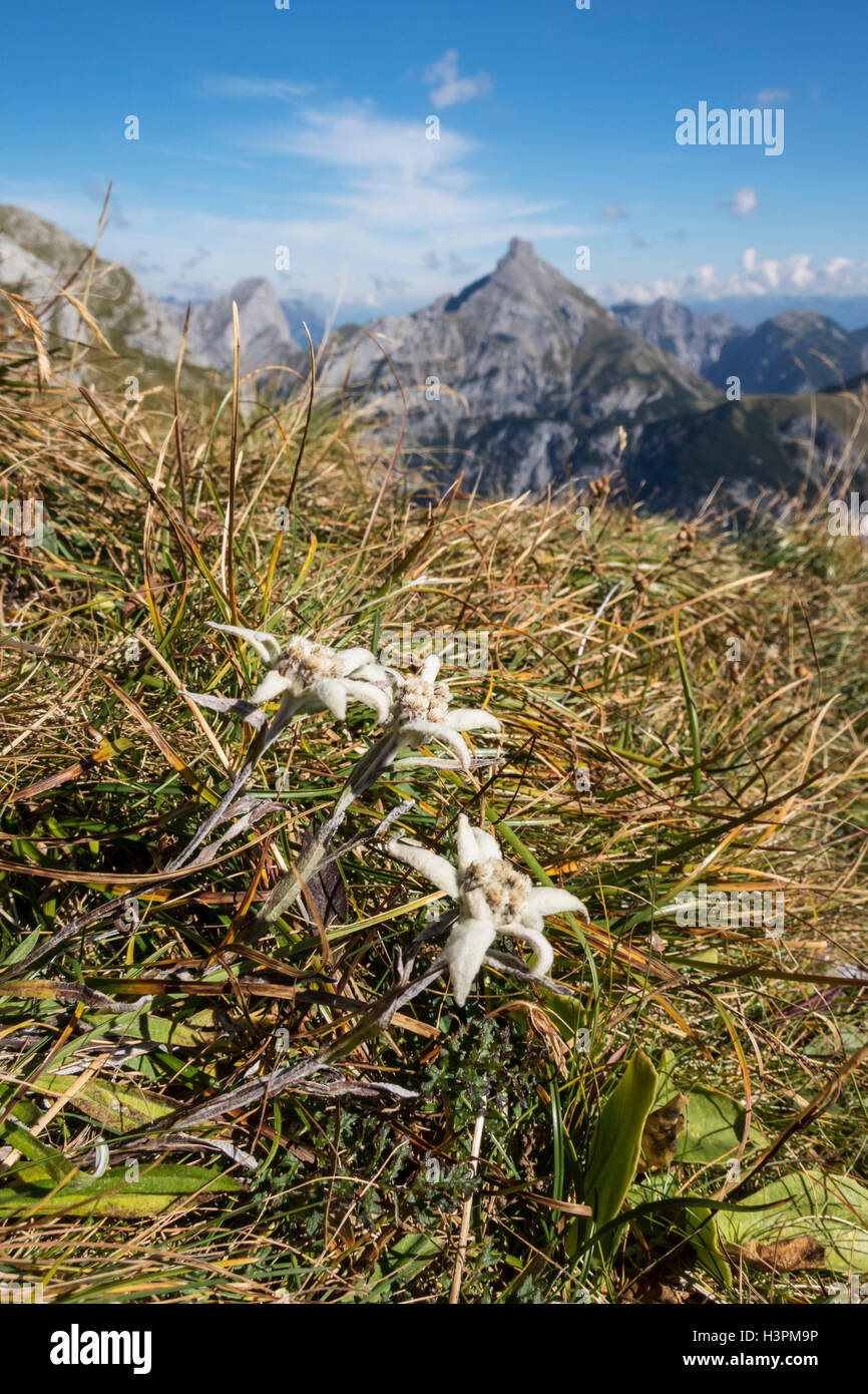 L edelweiss hi-res stock photography and images - Alamy