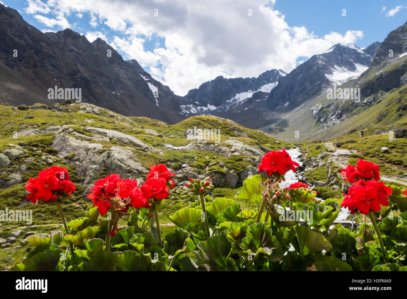 geranium flower in the alps Stock Photo - Alamy