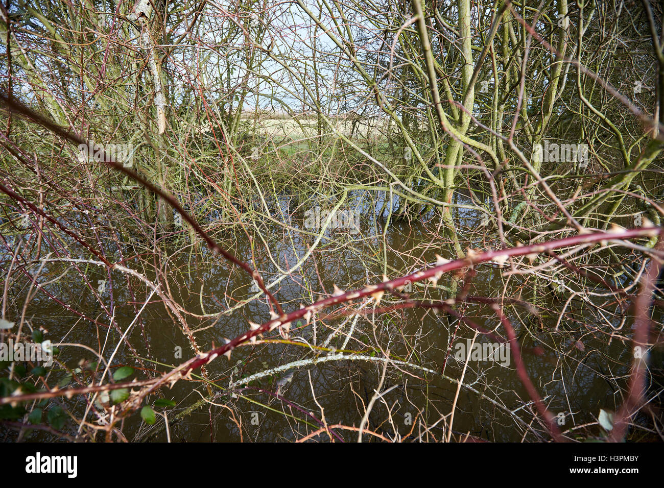 A badly overgrown draining ditch near flooded farm fields during the ...