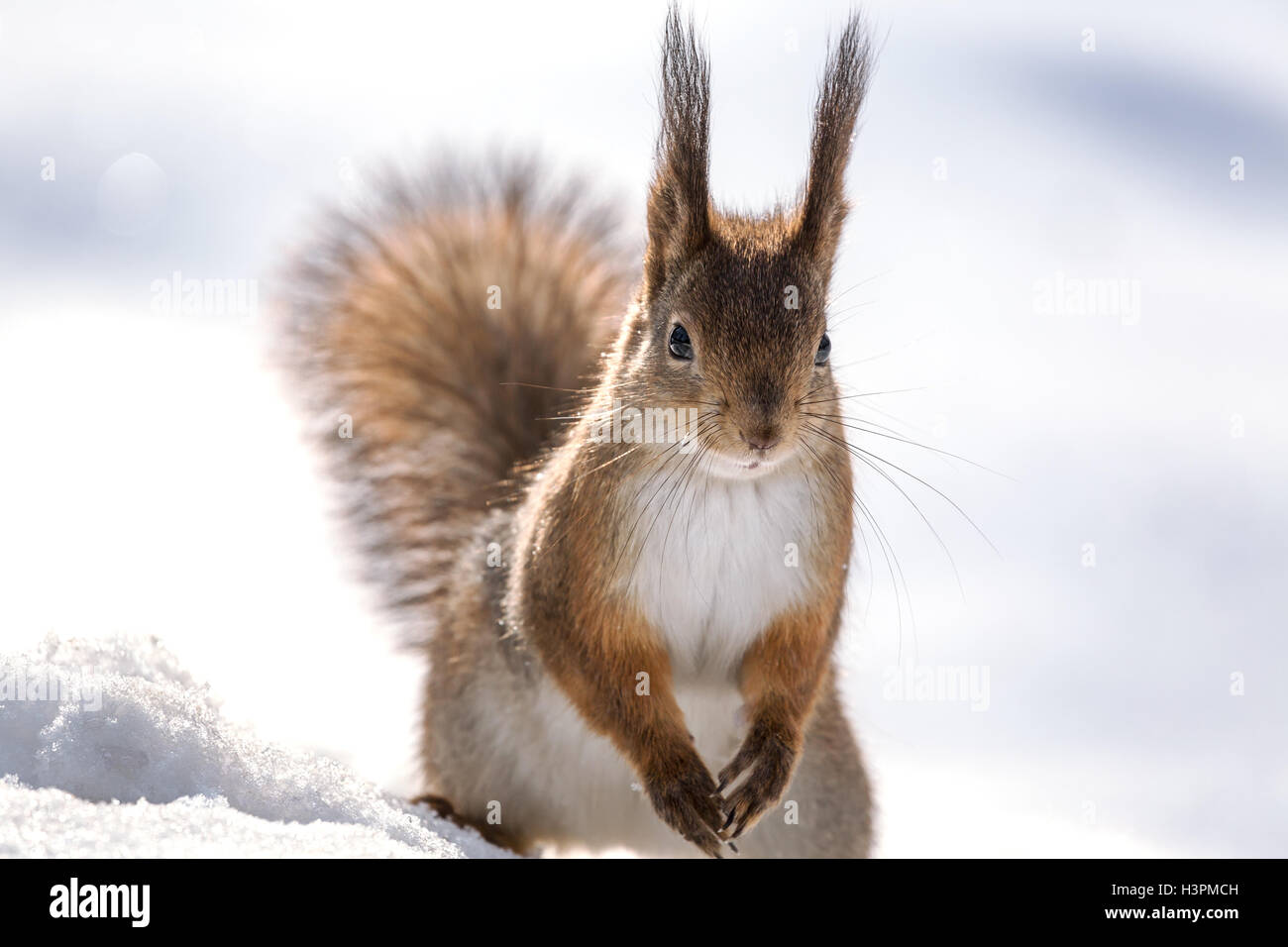 Red squirrel face on hi-res stock photography and images - Alamy