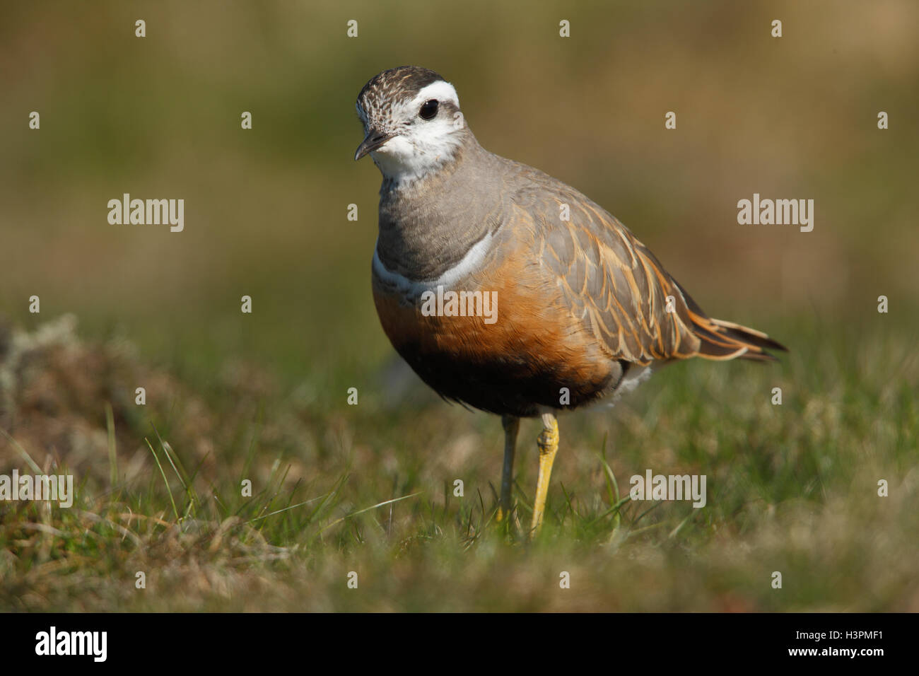 Dotterel nigel h3pmf1 hi-res stock photography and images - Alamy