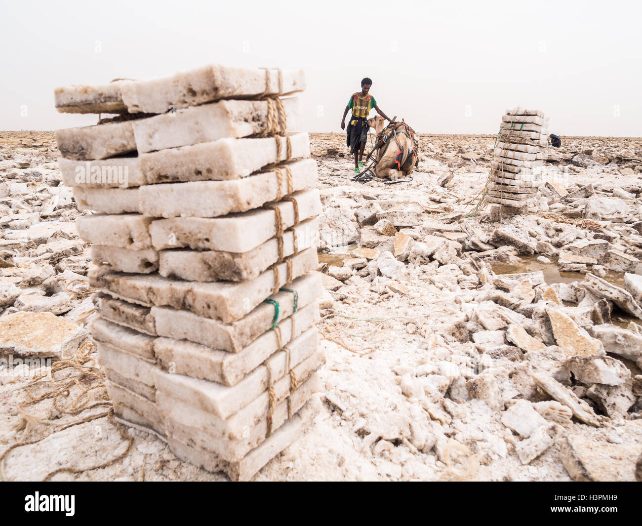 Afar man mining salt from salt flats in Afar region, Danakil Depression ...