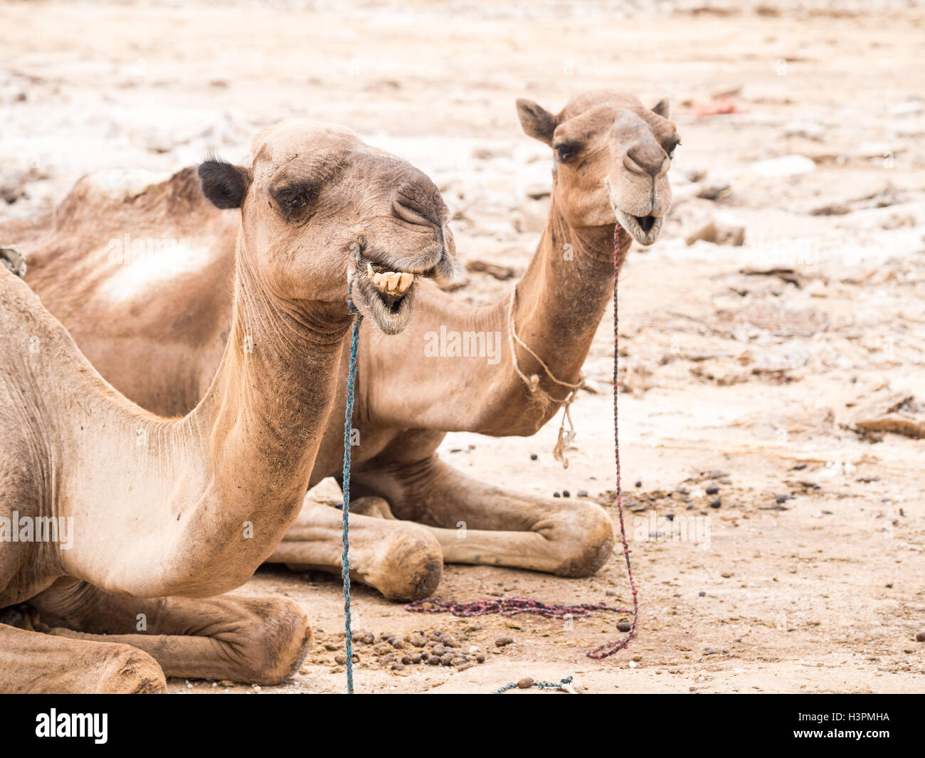 Dromedary camels used to transport amole-salt slabs across the desert ...