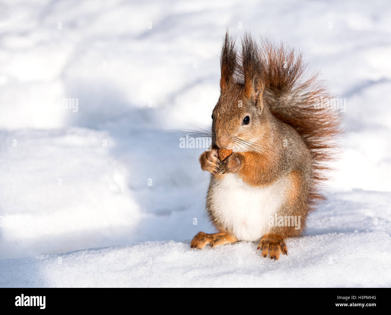 Red squirrel on snow eating nut Stock Photo - Alamy