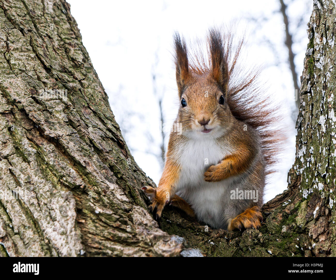 Red squirrel sitting highly on a tree Stock Photo - Alamy