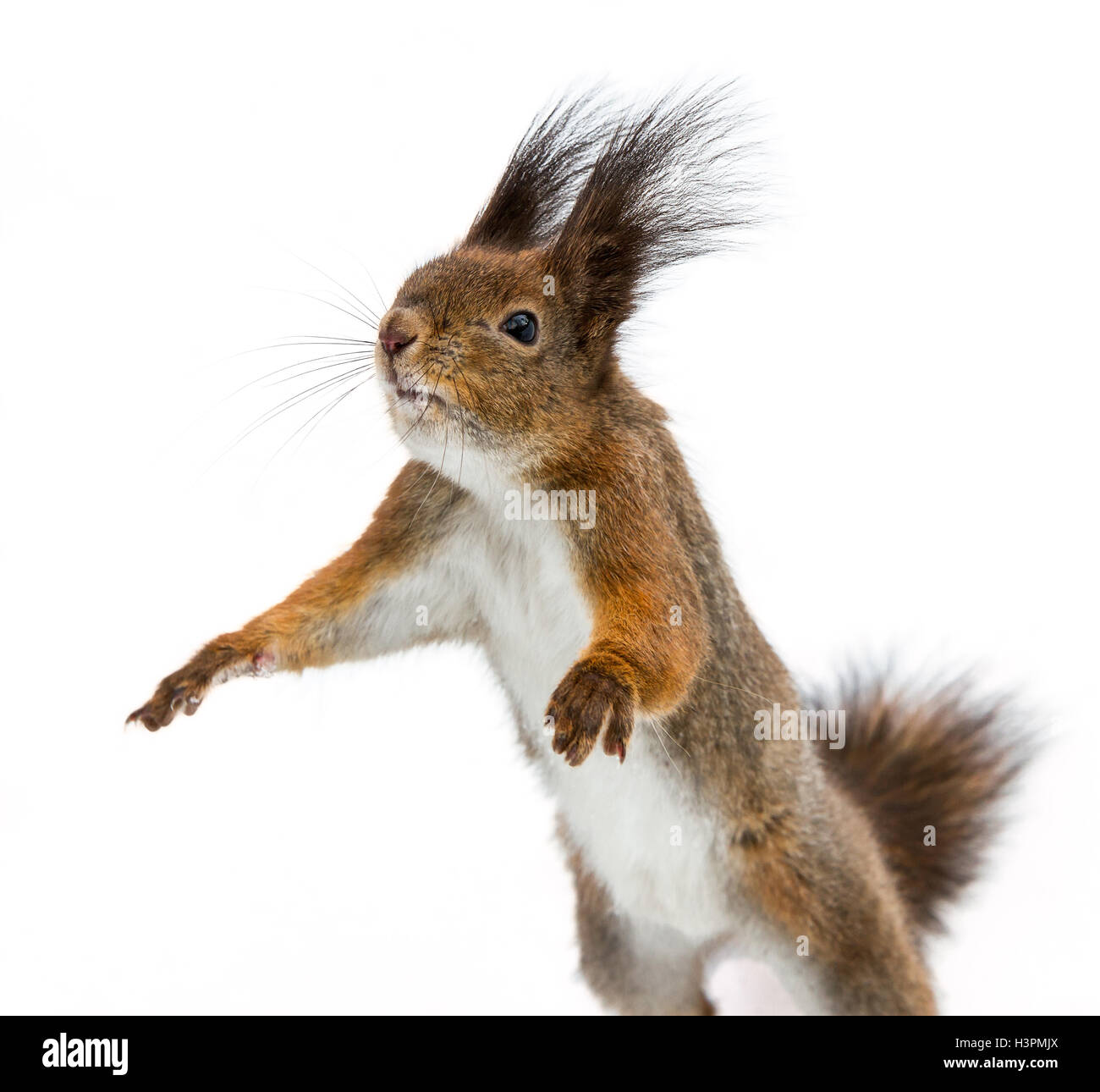 Cute animal snow Cut Out Stock Images & Pictures - Alamy