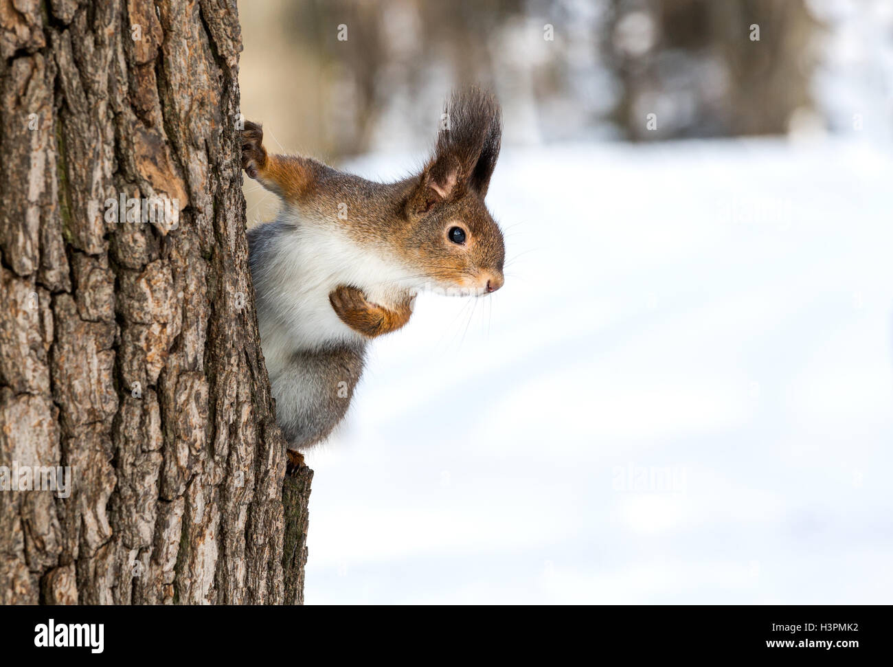 Squirrel tree hi-res stock photography and images - Alamy