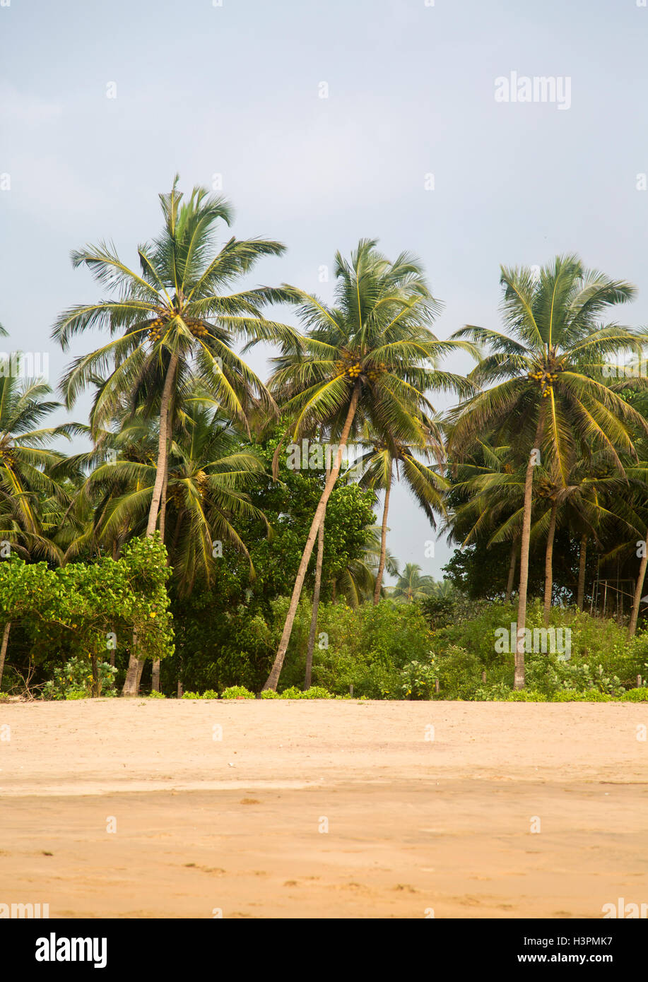 View at palm trees on the Agonda beach at Goa, India Stock Photo - Alamy