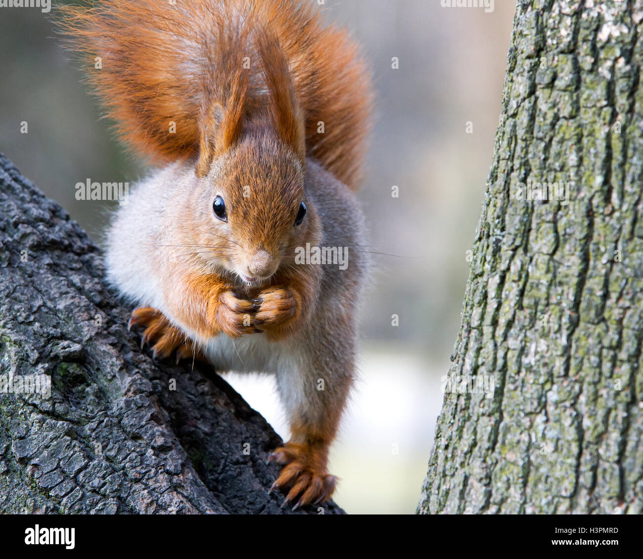young red squirrel eats a nut with blurred forest in the background ...
