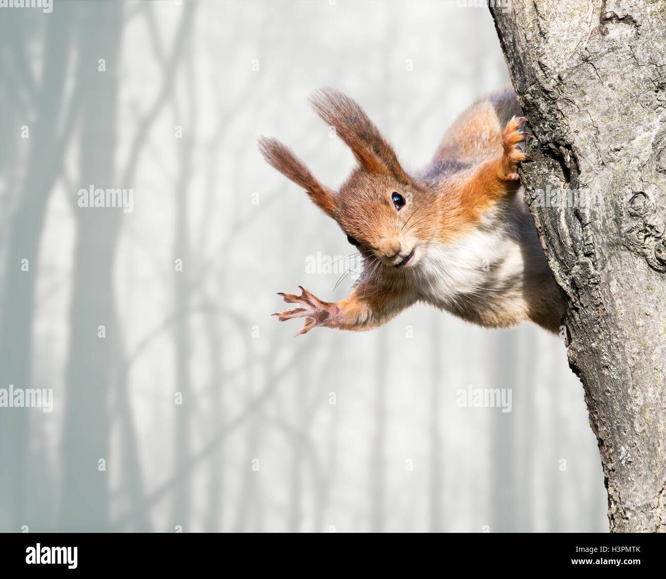 cute red squirrel sitting on tree trunk on blurred forest background ...