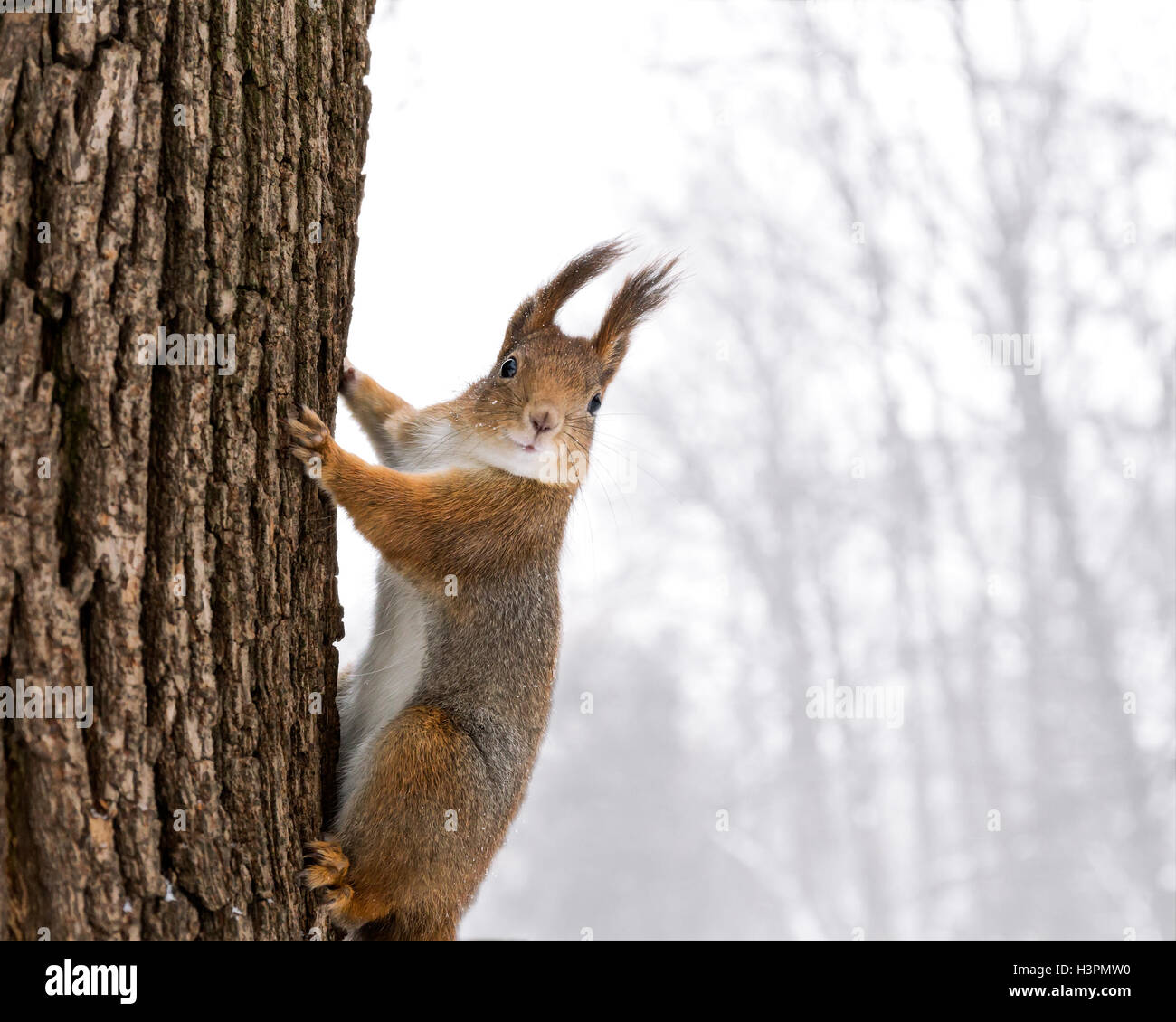 Red squirrel in snowfall hi-res stock photography and images - Alamy