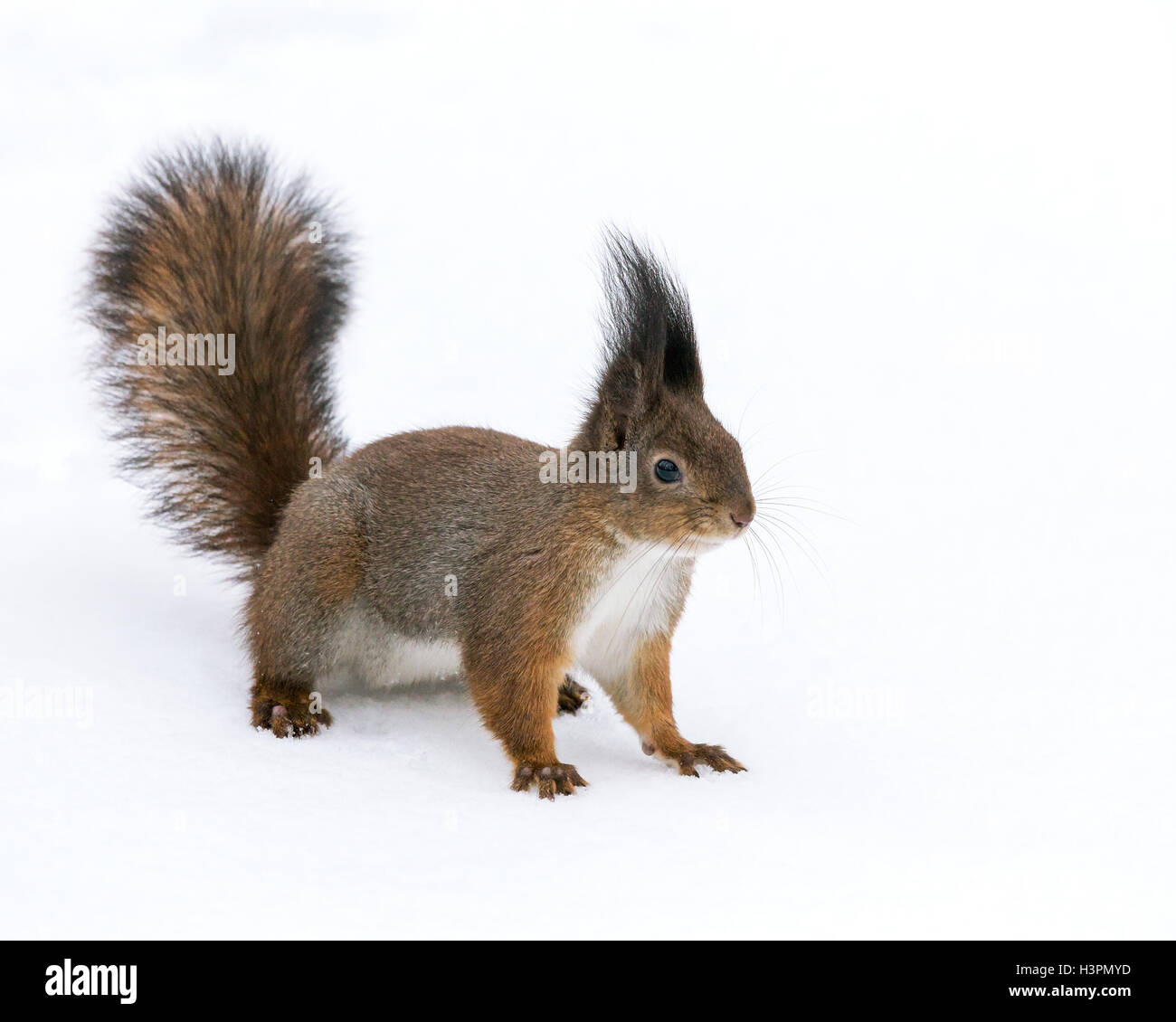 Cute squirrel hand Cut Out Stock Images & Pictures - Alamy