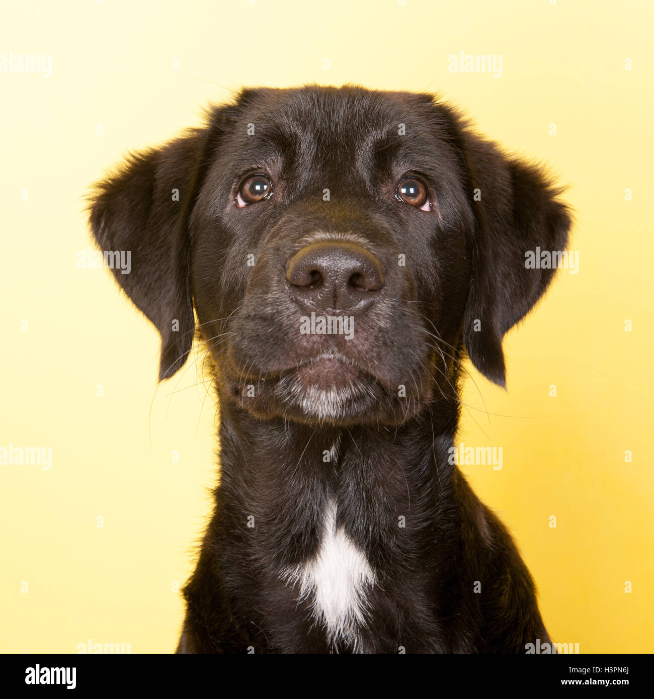 Cross breed dog portrait Stock Photo - Alamy