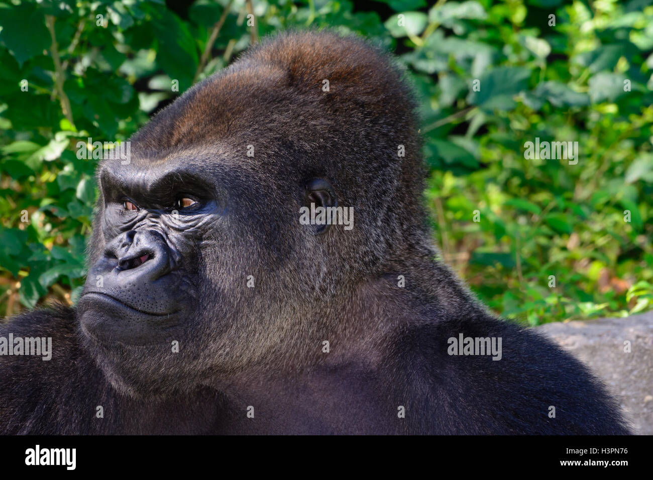 Gorilla profile hi-res stock photography and images - Alamy