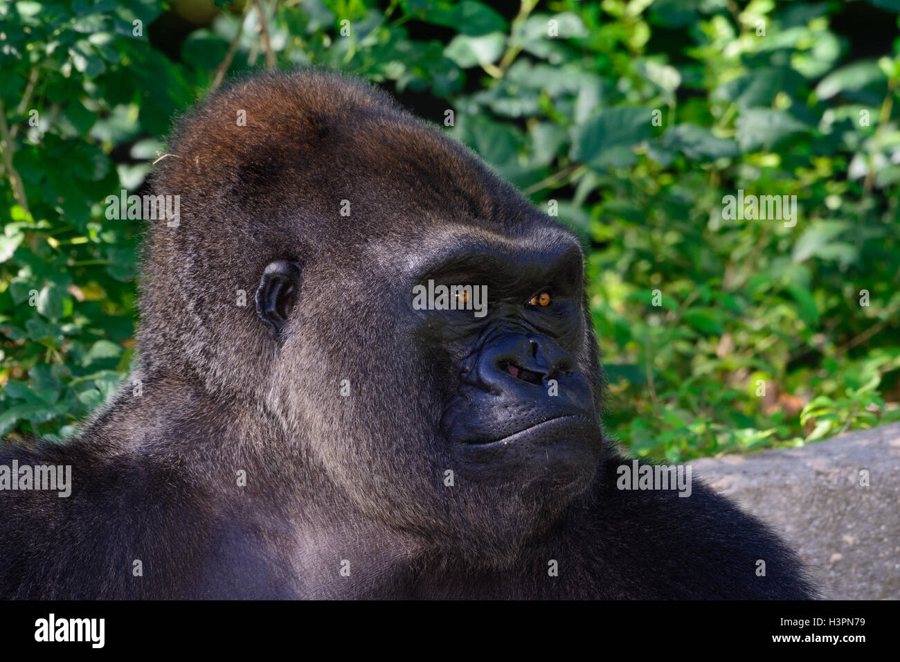 Male Silverback Western Lowland gorilla profile view Right facing smile ...