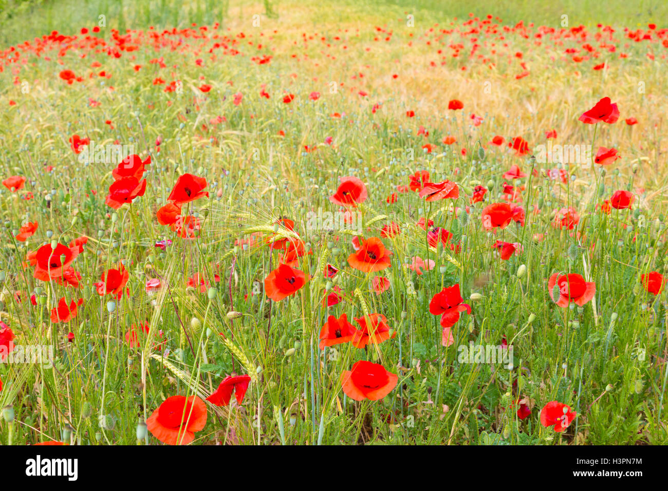 Red poppy field hi-res stock photography and images - Alamy