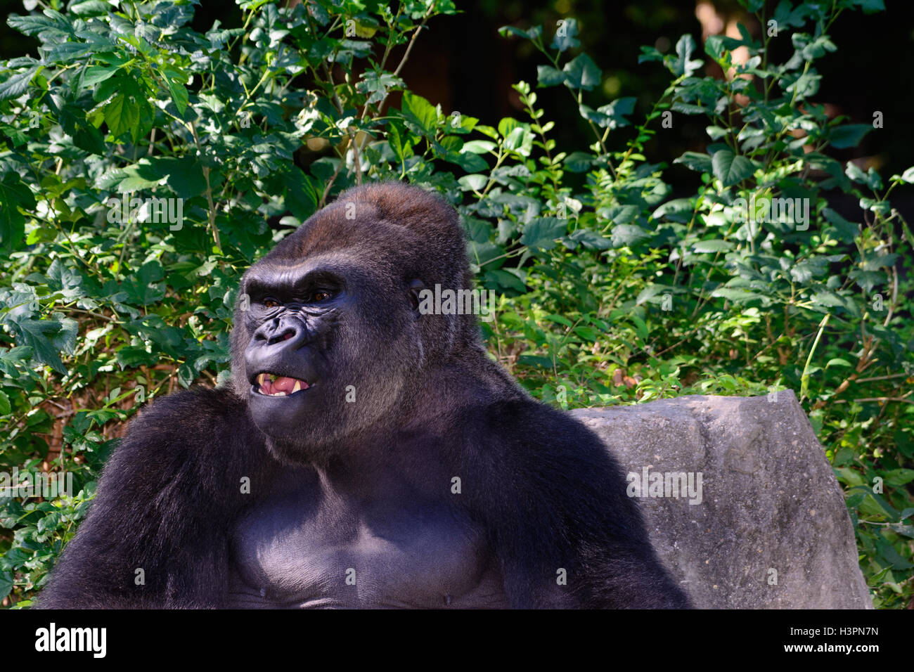 Gorilla close up hi-res stock photography and images - Alamy