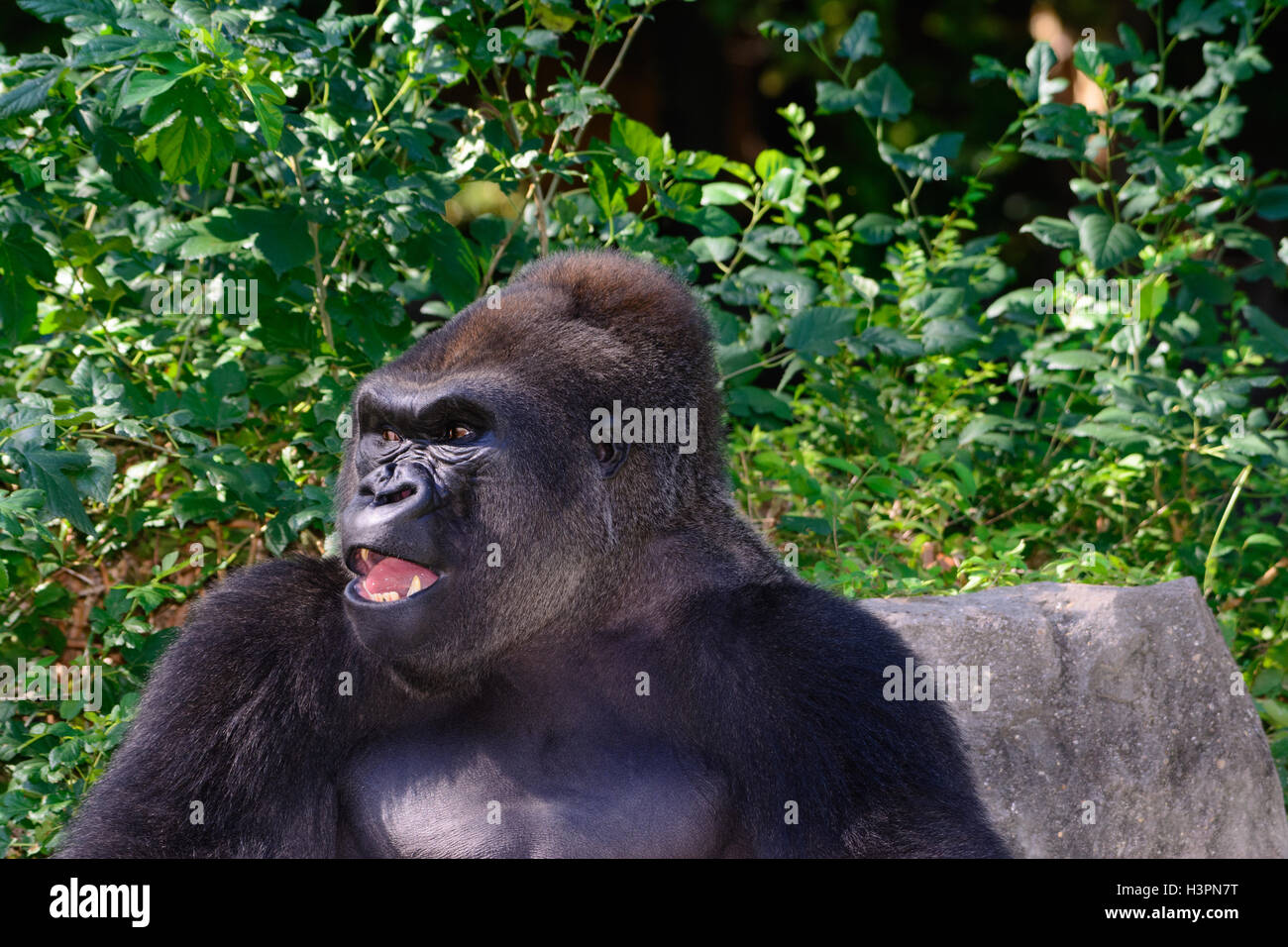 Strong silverback gorillas hi-res stock photography and images - Alamy