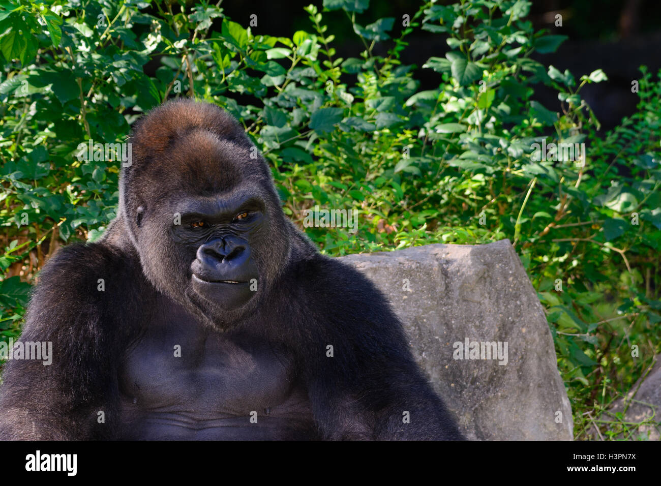 Strong silverback gorillas hi-res stock photography and images - Alamy