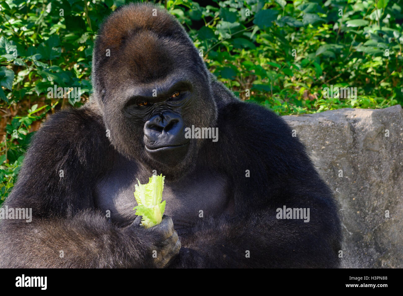 Strong silverback gorillas hi-res stock photography and images - Alamy