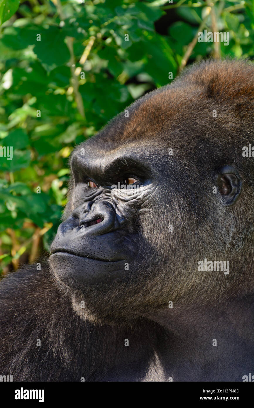 Male Silverback Western Lowland gorilla horizontal smile Stock Photo ...