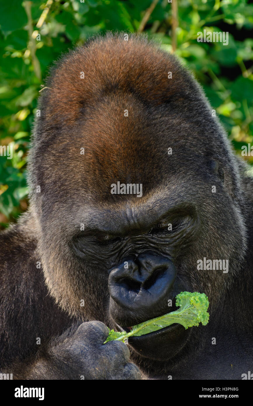 Male Silverback Western Lowland gorilla eating lettuce Stock Photo - Alamy