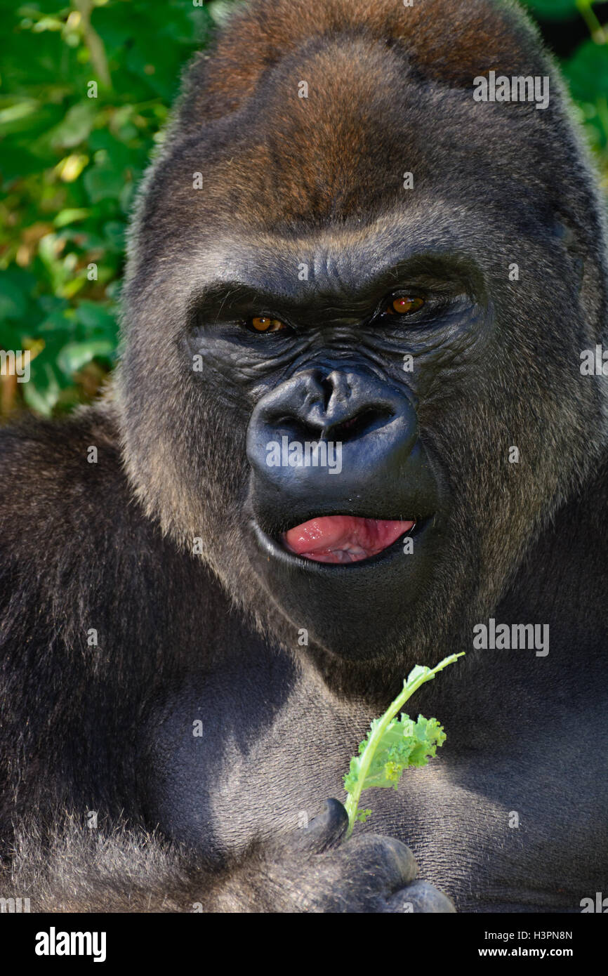 Male Silverback Western Lowland gorilla eating lettuce Stock Photo - Alamy